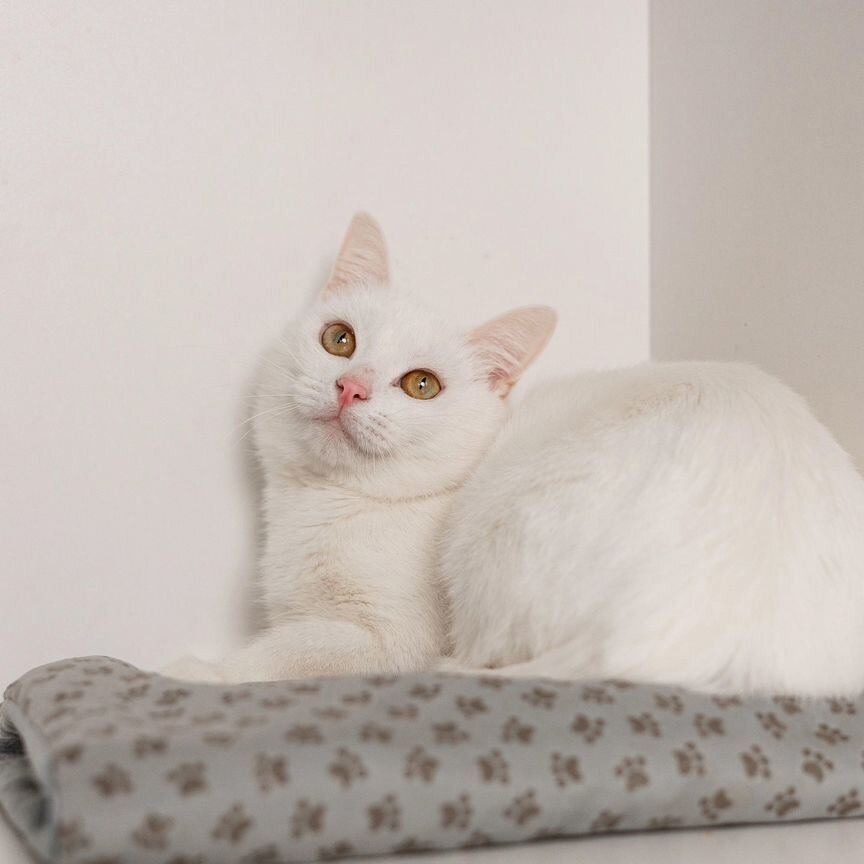 Кошечка ищет дом