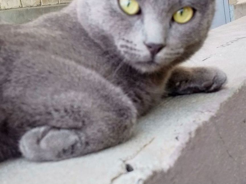 К многоэтажке выкинули котят-бриташки 4мес