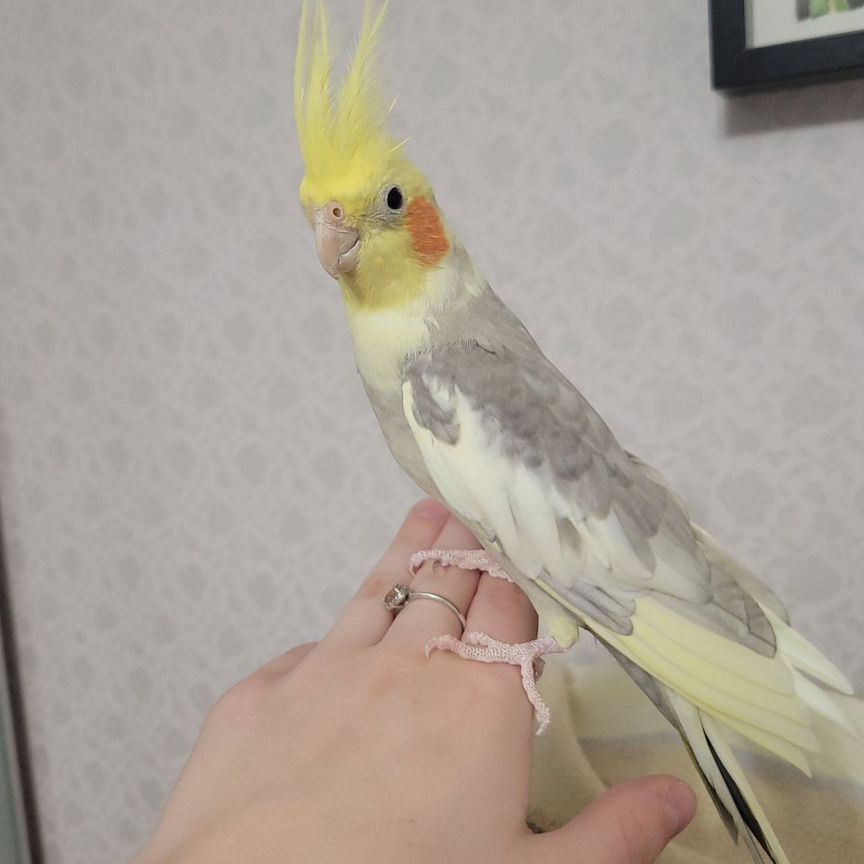 Корелла самец