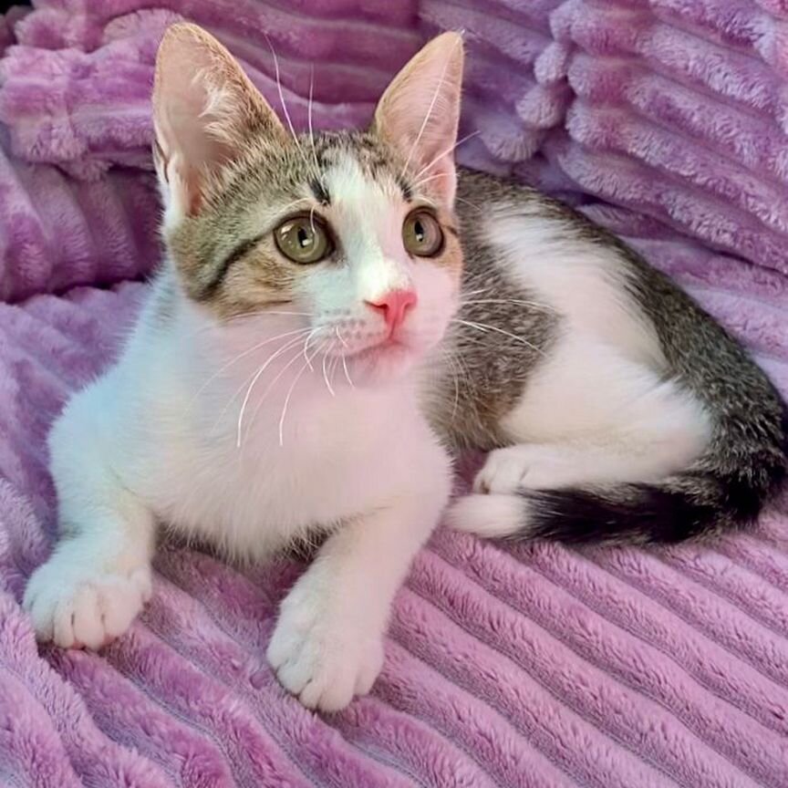 Трогательная нежная Мия очень хочет быть домашней