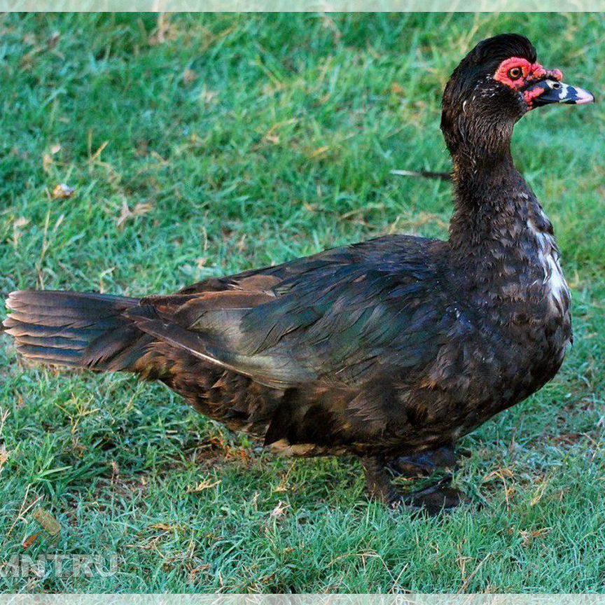 Мускусные утки