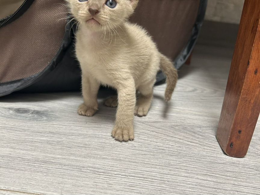 Бурманская