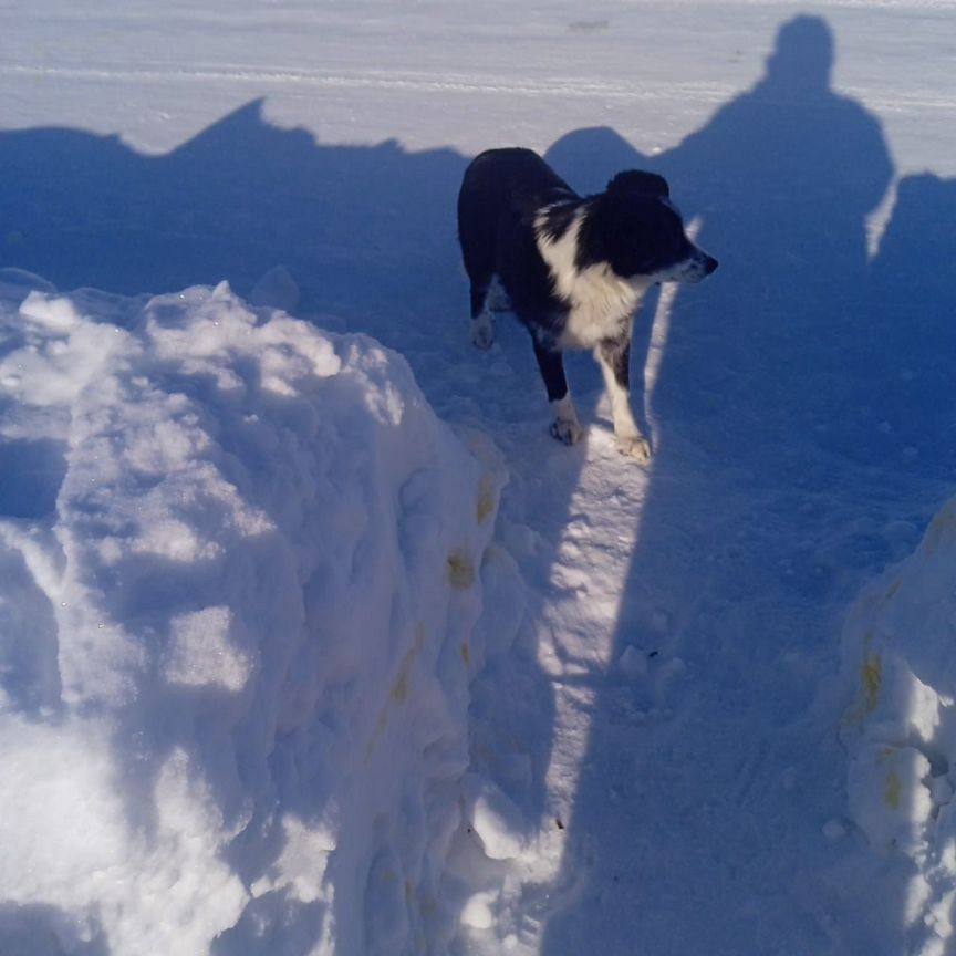 Хозяин погиб на сво, его пес бродяжничает