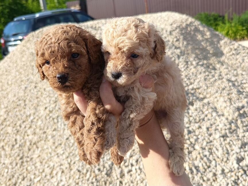 Щенки Той-пуделя