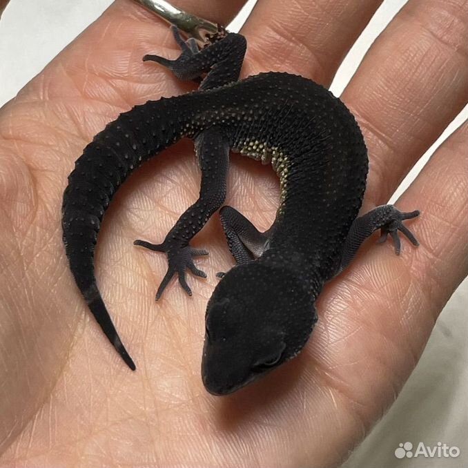 Эублефар Black Night