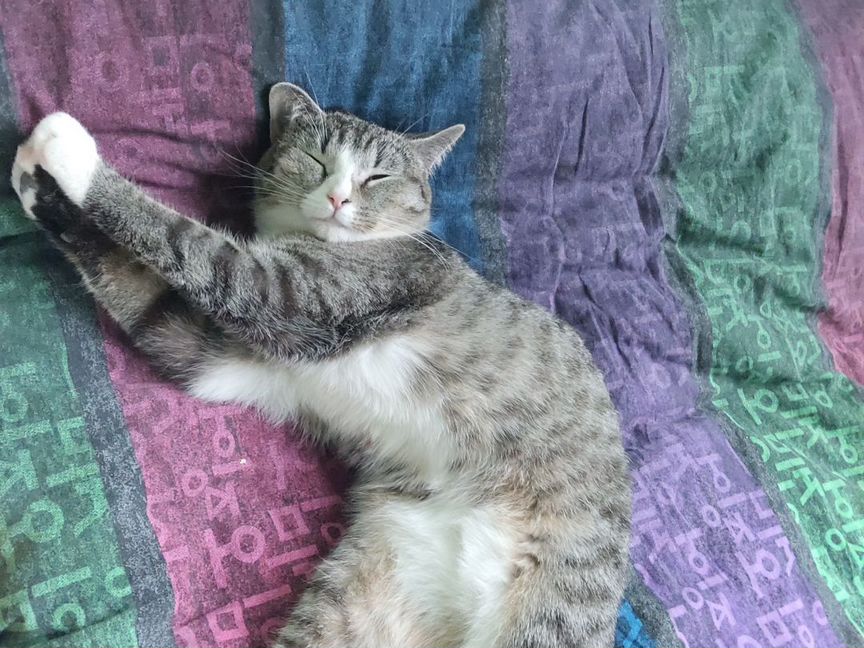 Кошка