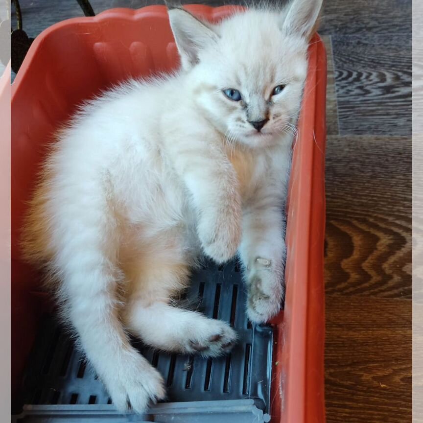 Невские котята