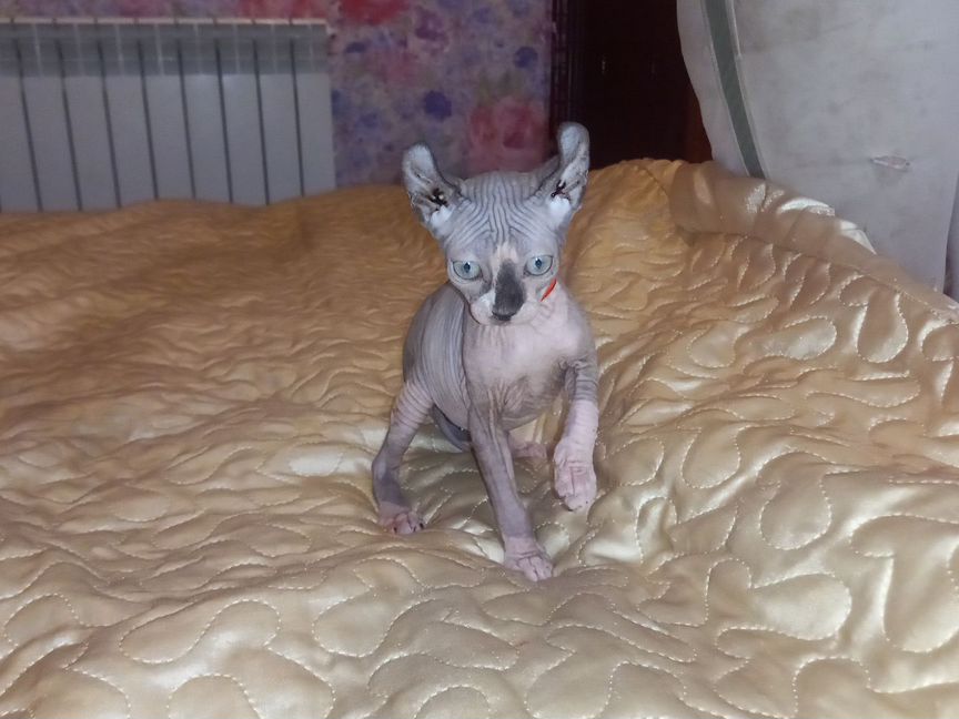 Канадский сфинкс эльф котенок девочка