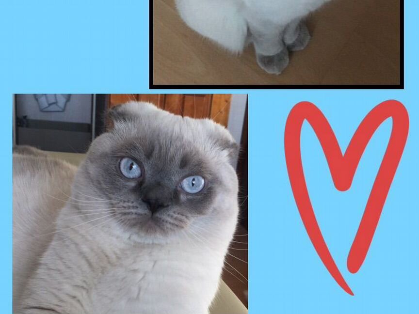 Пушистое счастье редкого окраса