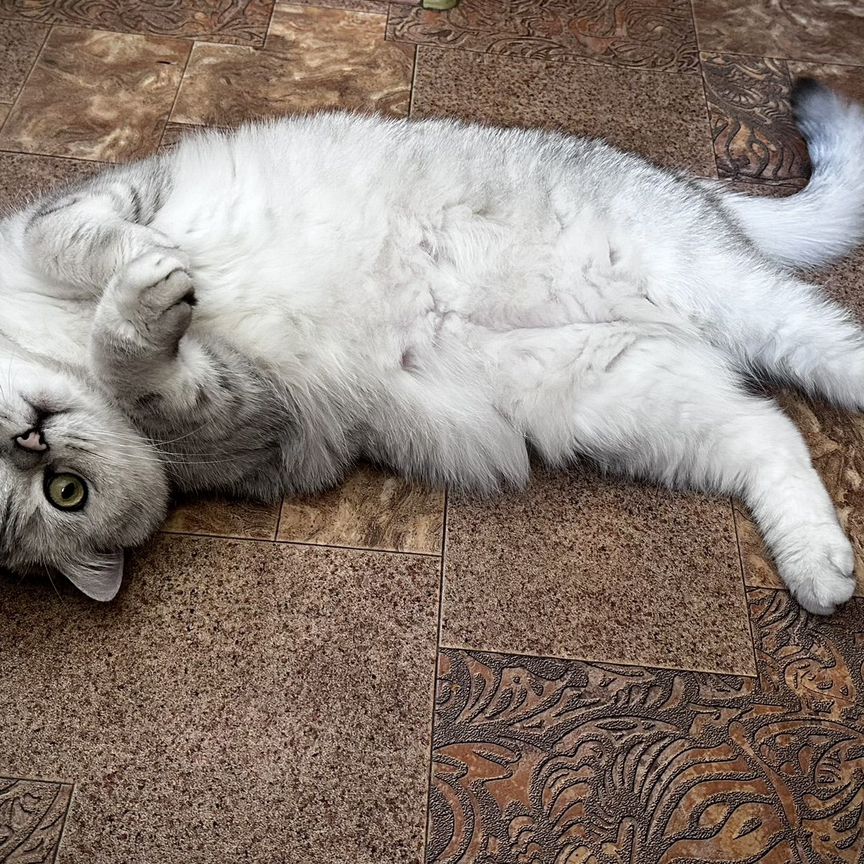 Отдам кота в добрые руки