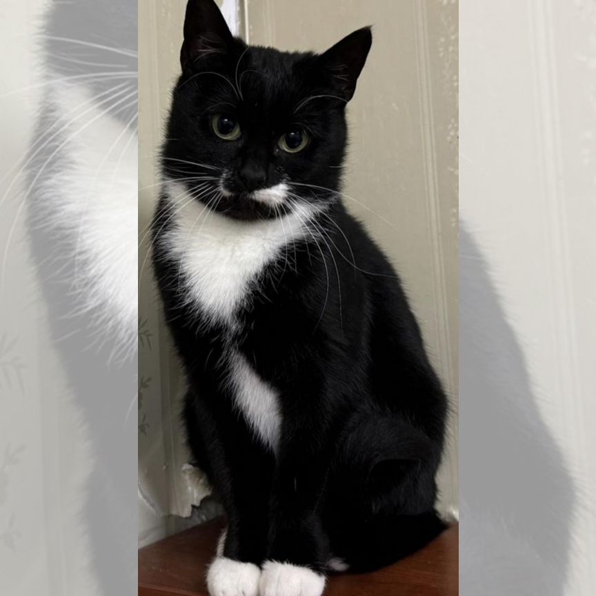 Взрослая кошка в добрые руки