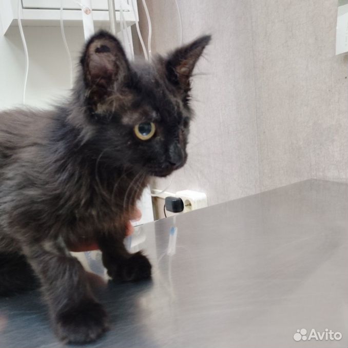 Котята одноглазики ищут дом