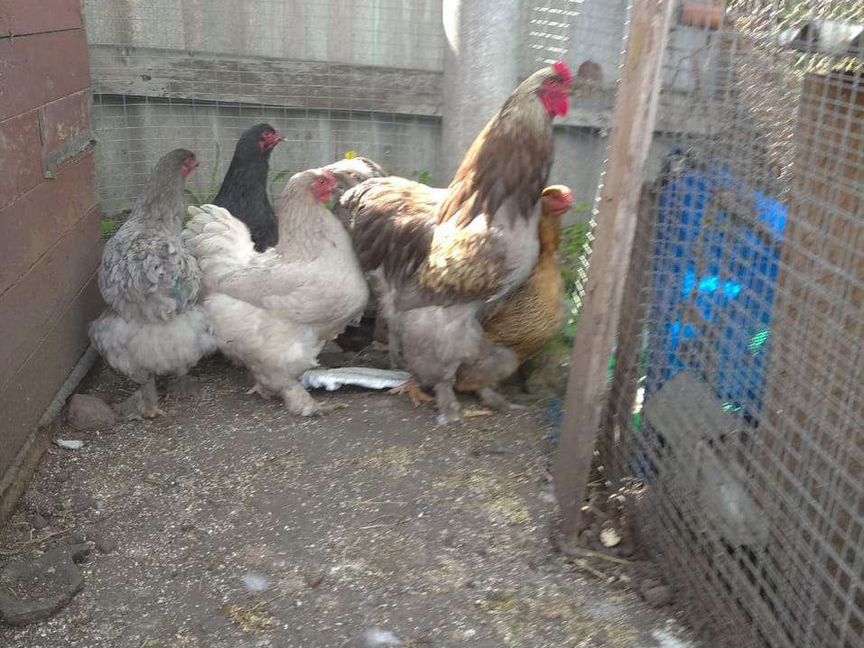 Кохинхин цыплята