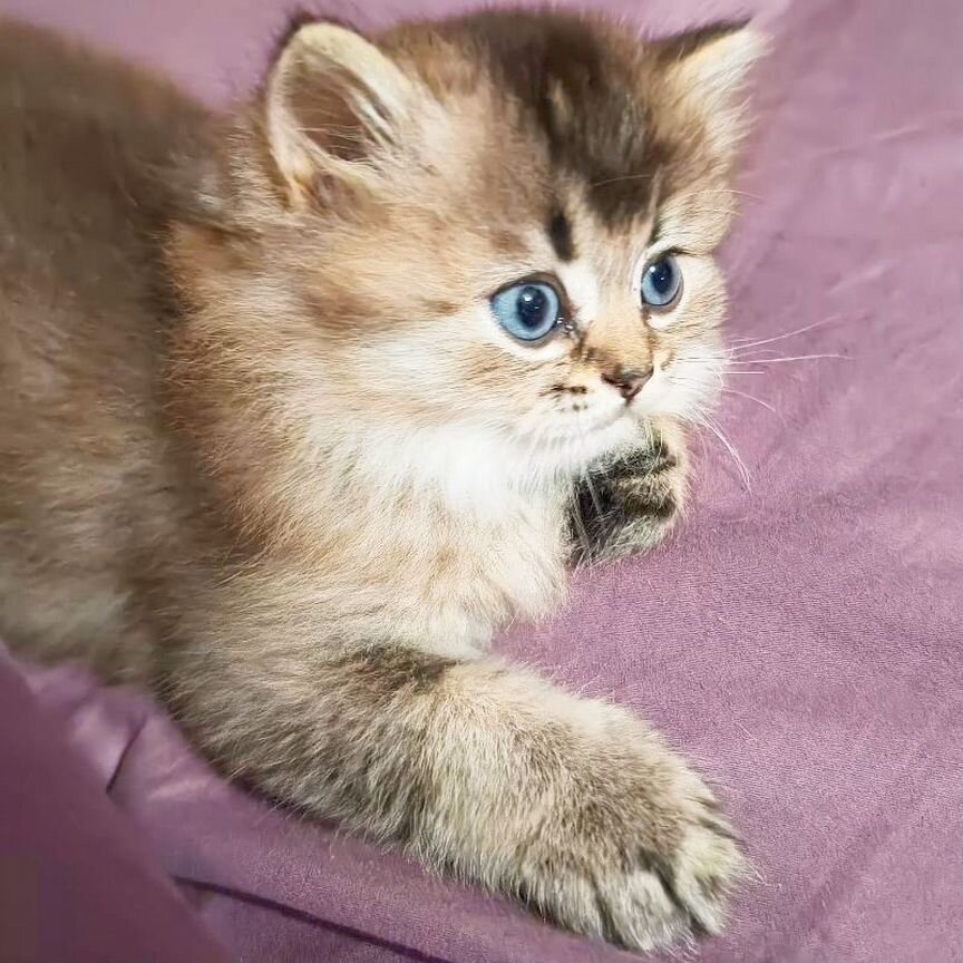 Шотландский котик