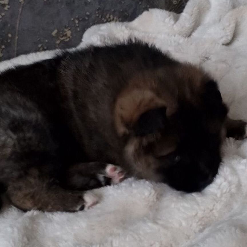 Американская акита, щенок