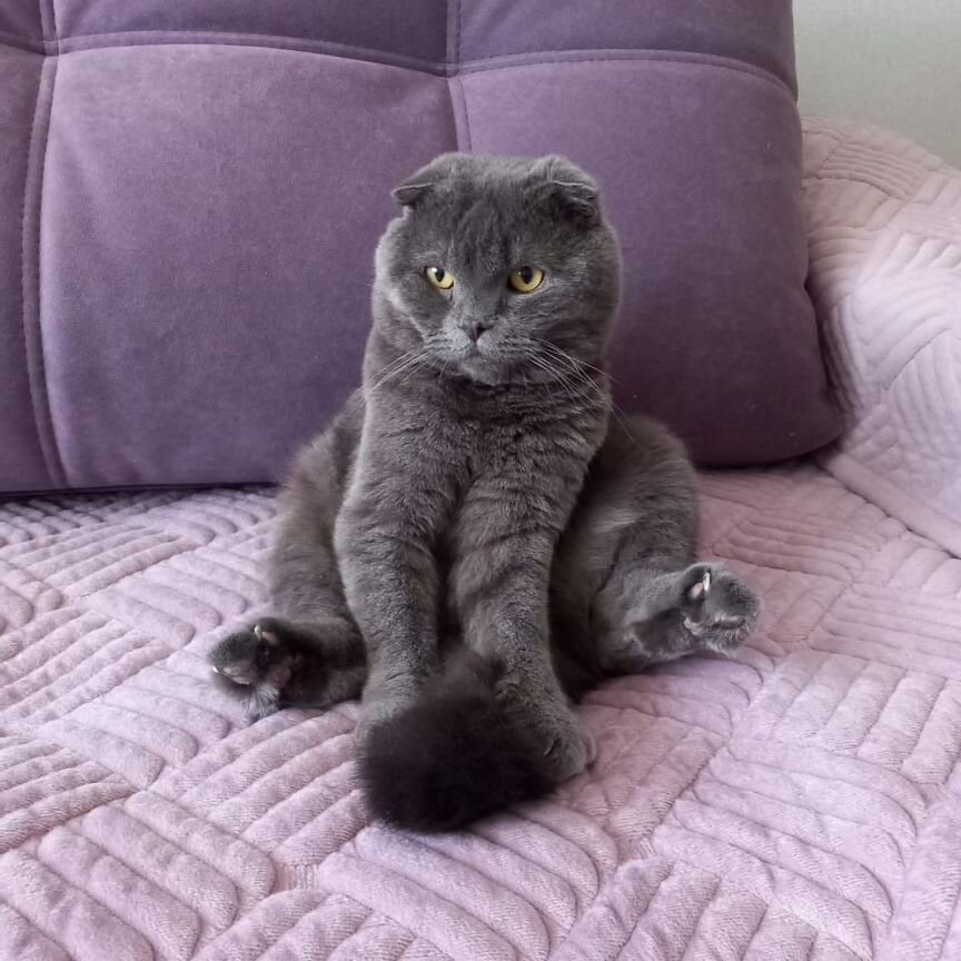 Ищем кошку для вязки