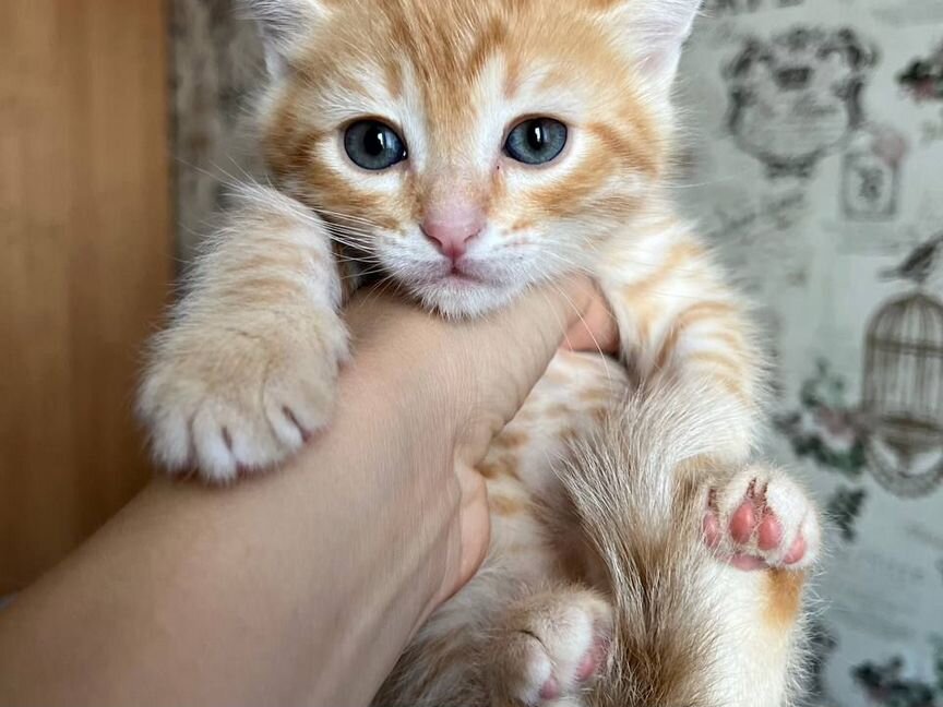 Рыжий котенок мальчик