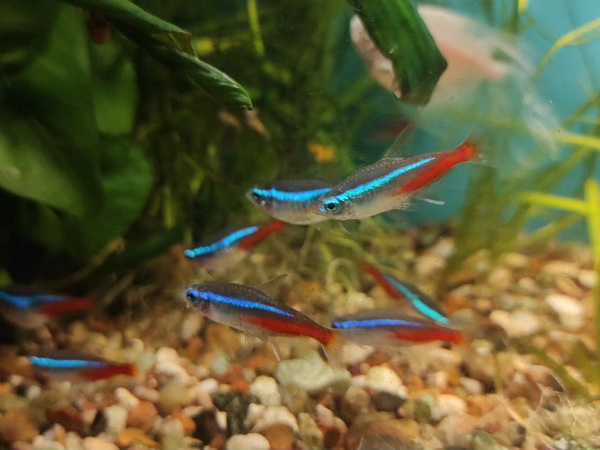 Неон голубой