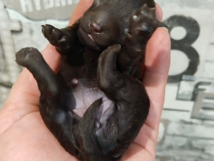 Шоколадные той пуделя резерв