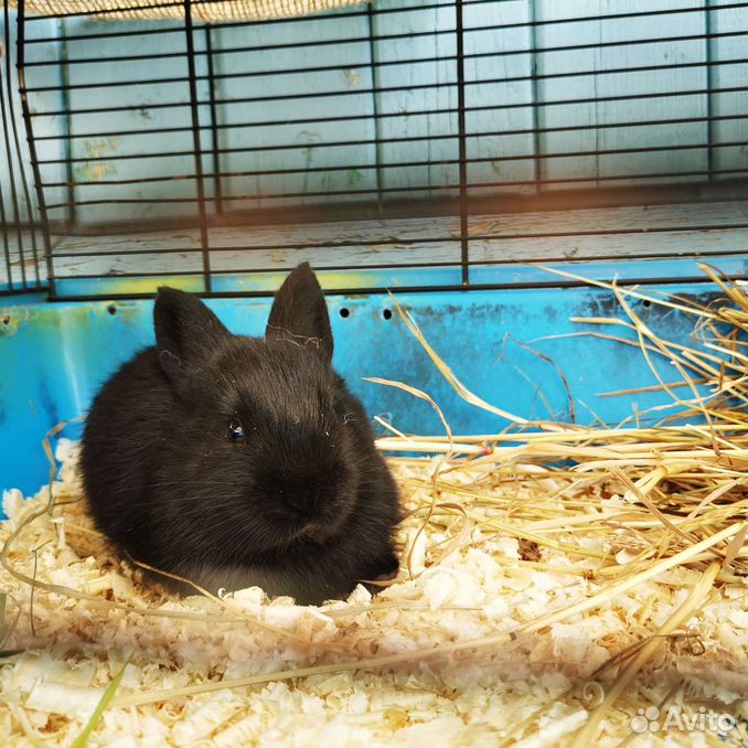 Калифорнийские кролики