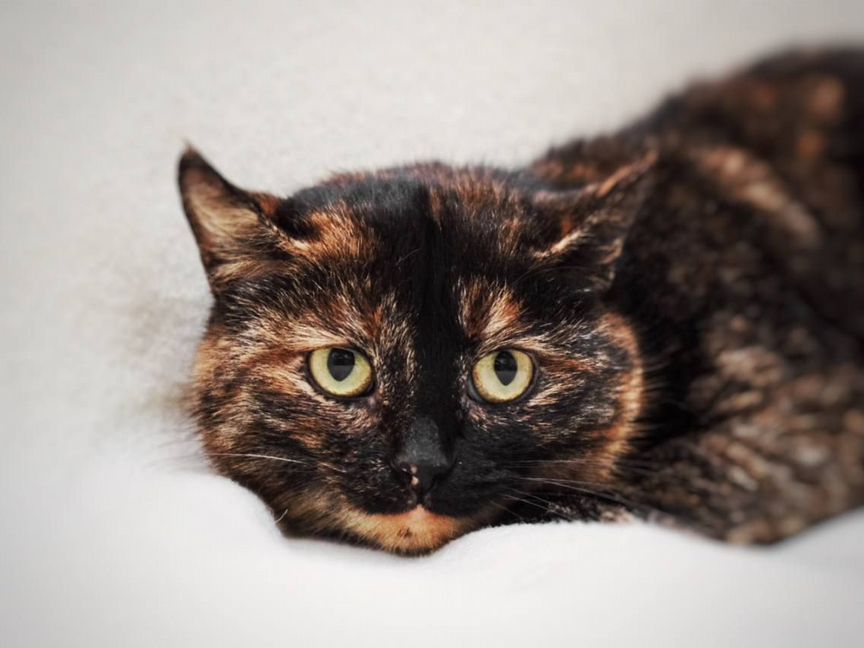 Красивая кошечка в добрые руки