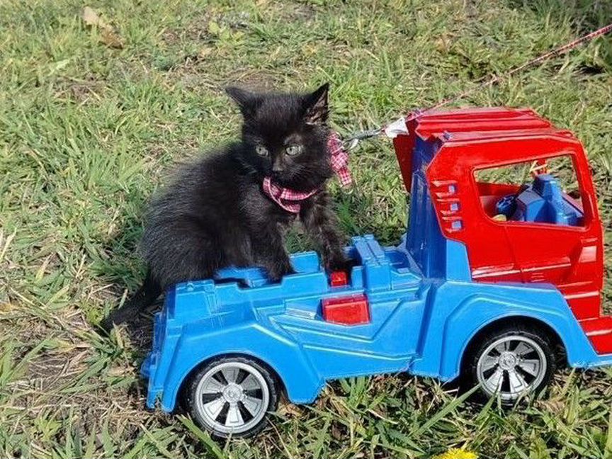 Пушистенькая милашка 2 месяца