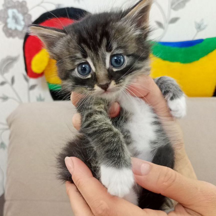 Котята от кошки мышеловки