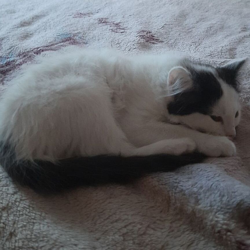 Сибирский котёнок