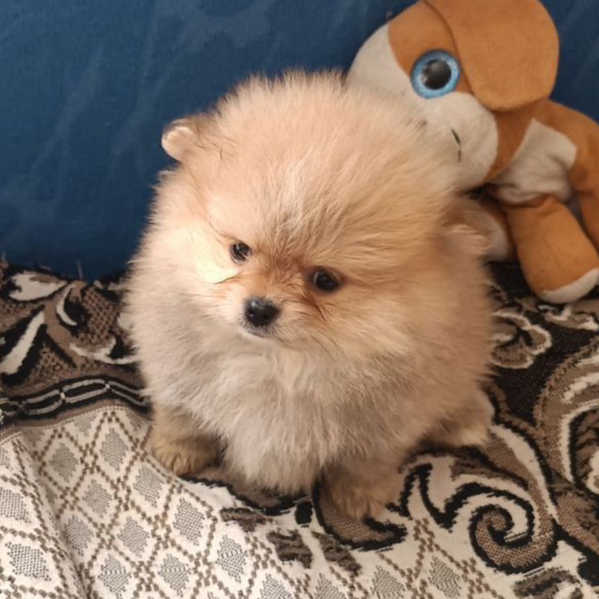 Померанский шпиц, щенок