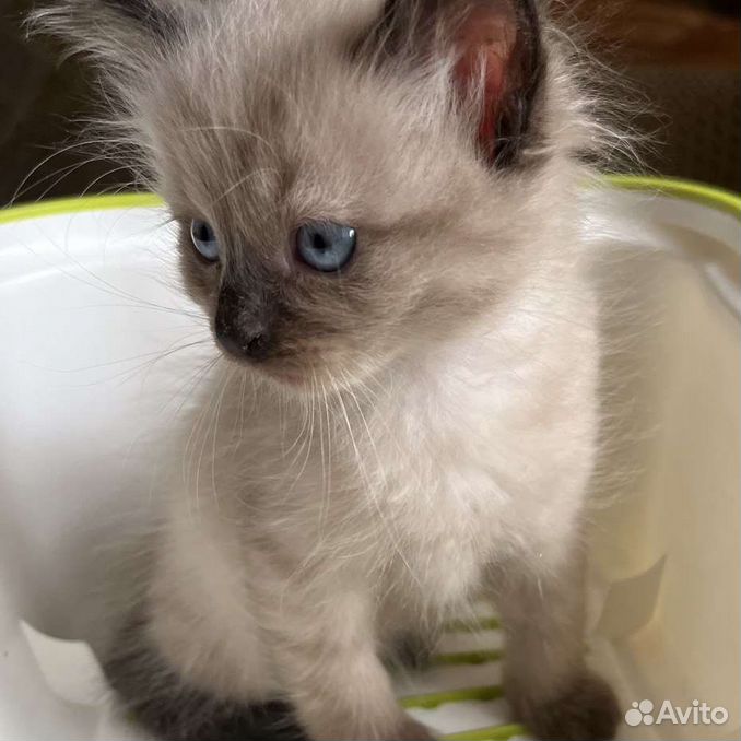 Регдолл мальчик/бронь