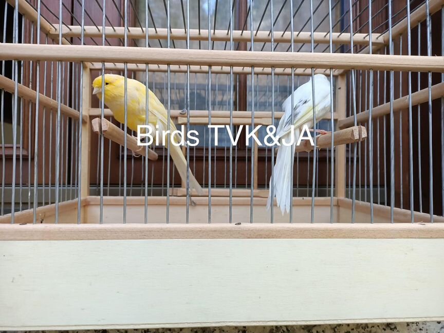 Кенара и канарейки Персидские Рамси