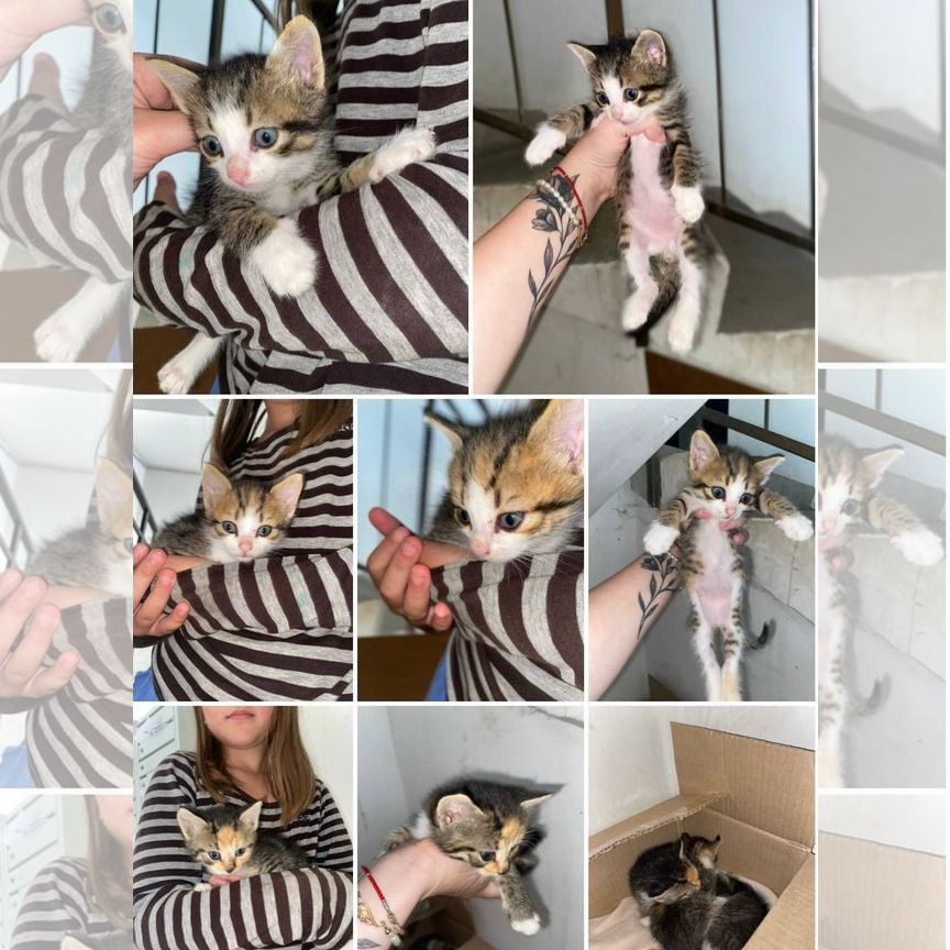 Котята все мальчики