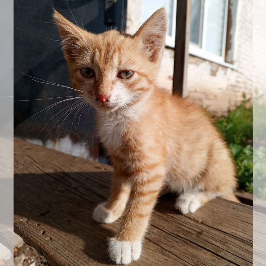 Кошка в дар