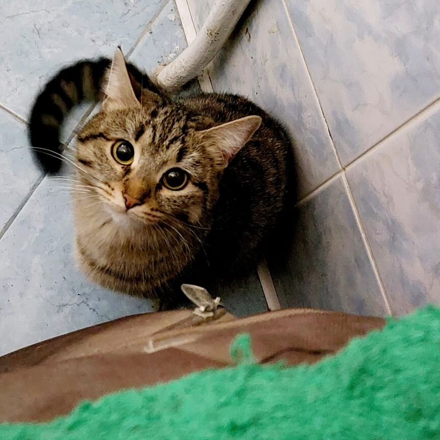 Красивая кошечка)
