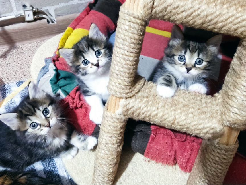 Котята курильского бобтейла