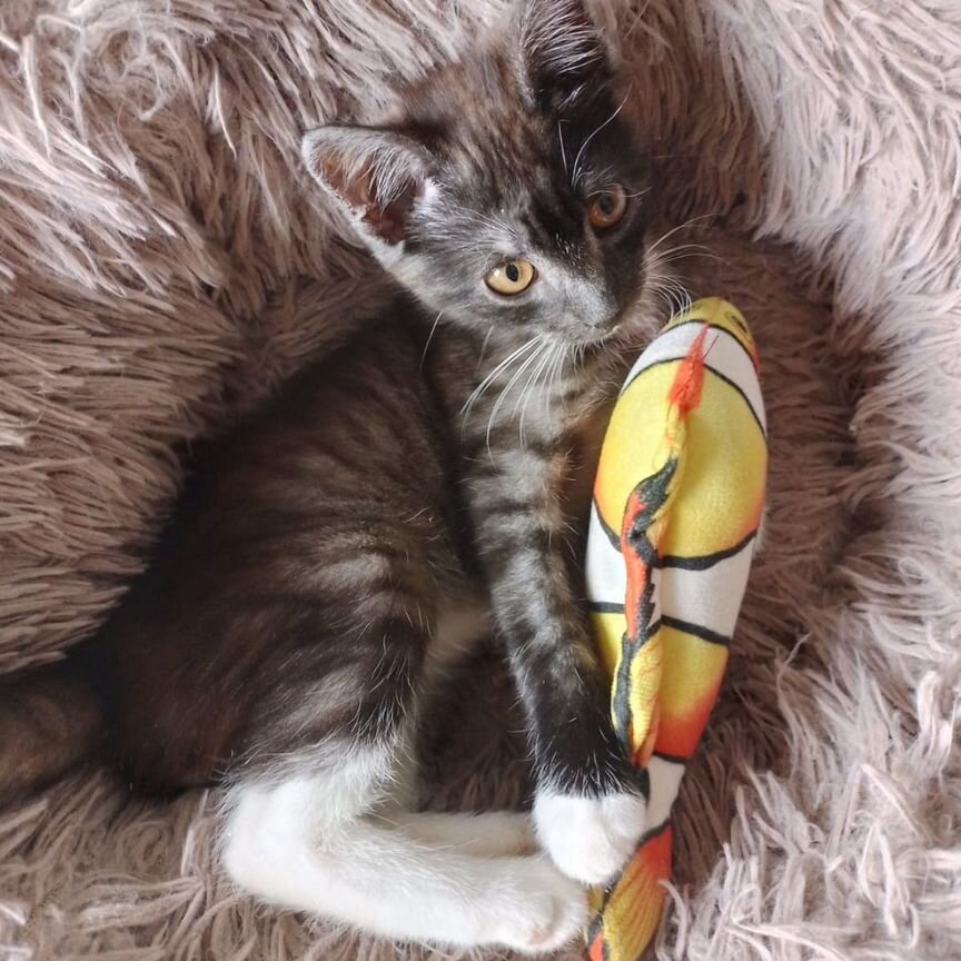 Котёнок в добрые руки