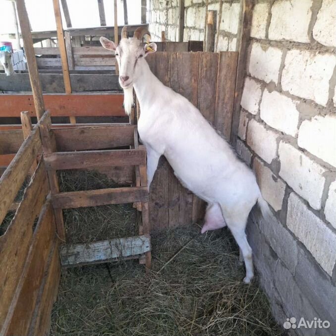 Коза дойная молочная