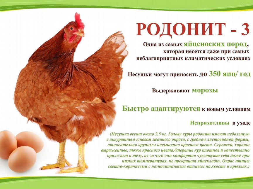 Куры несушки молодки Родонит и Супер Ник 3,5месяца