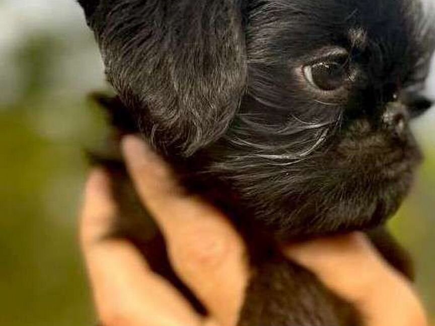 Бельгийский гриффон