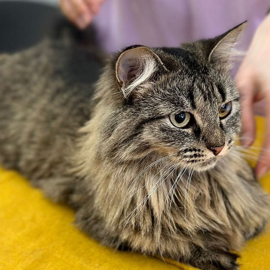 Шикарная кошечка Тигра, 1,5-2 года