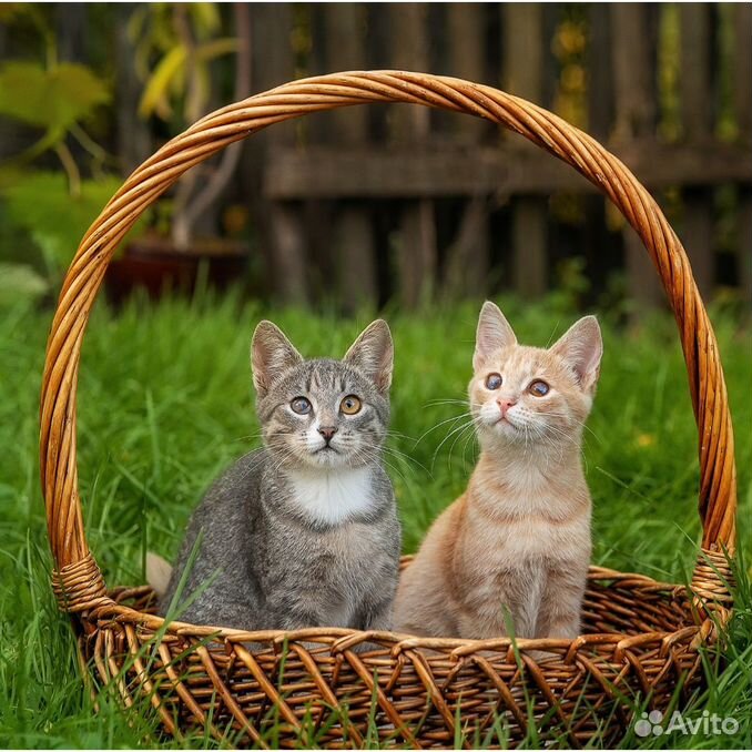 Котята Бусик и Персея в добрые ручки