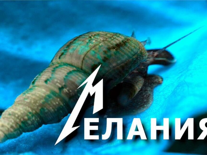Улитки Мелании