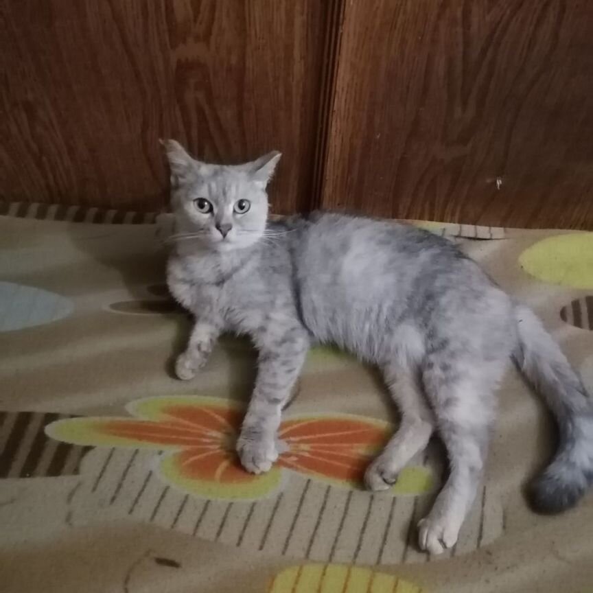 Кошка