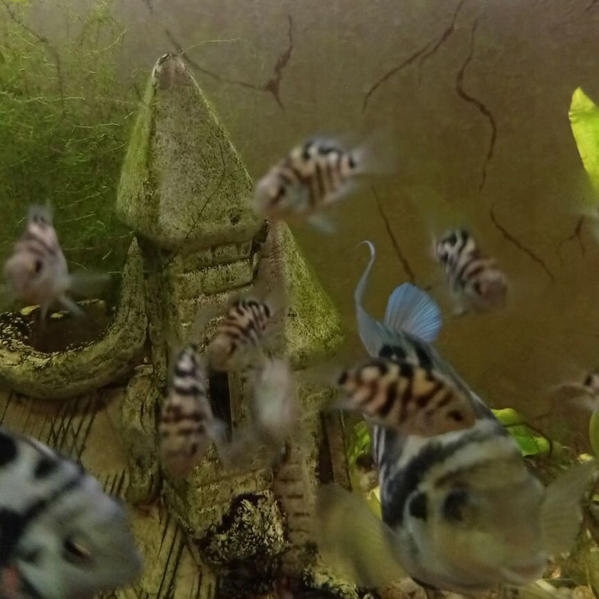 Аквариумные рыбки