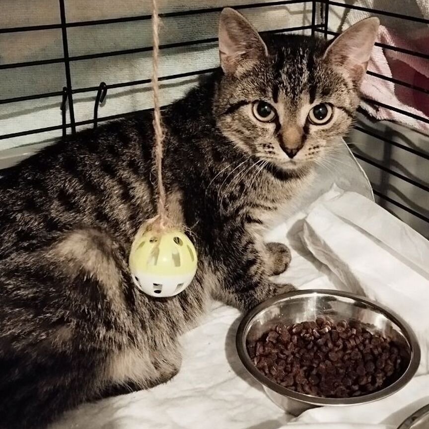 Котёнок в добрые руки