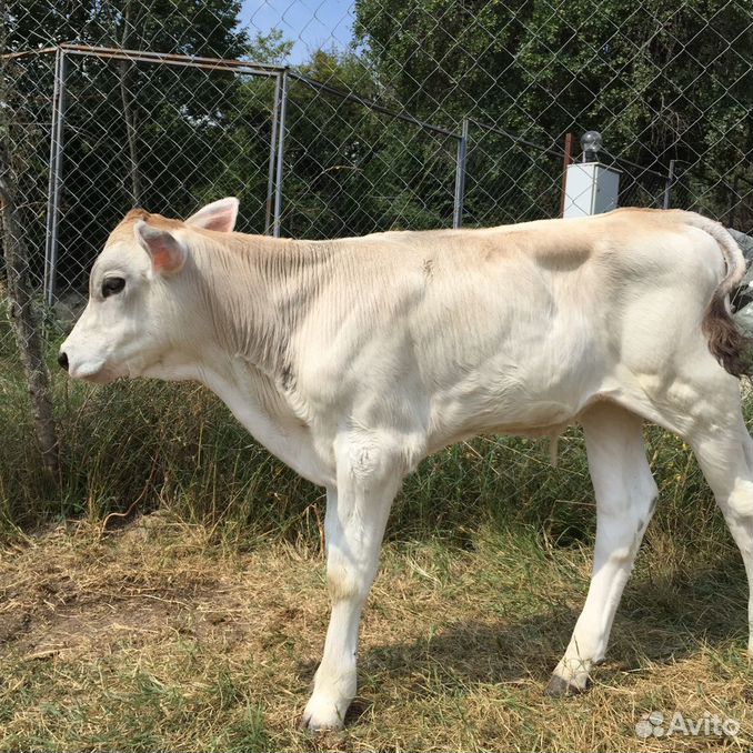 Бычок чистопородный Швиц