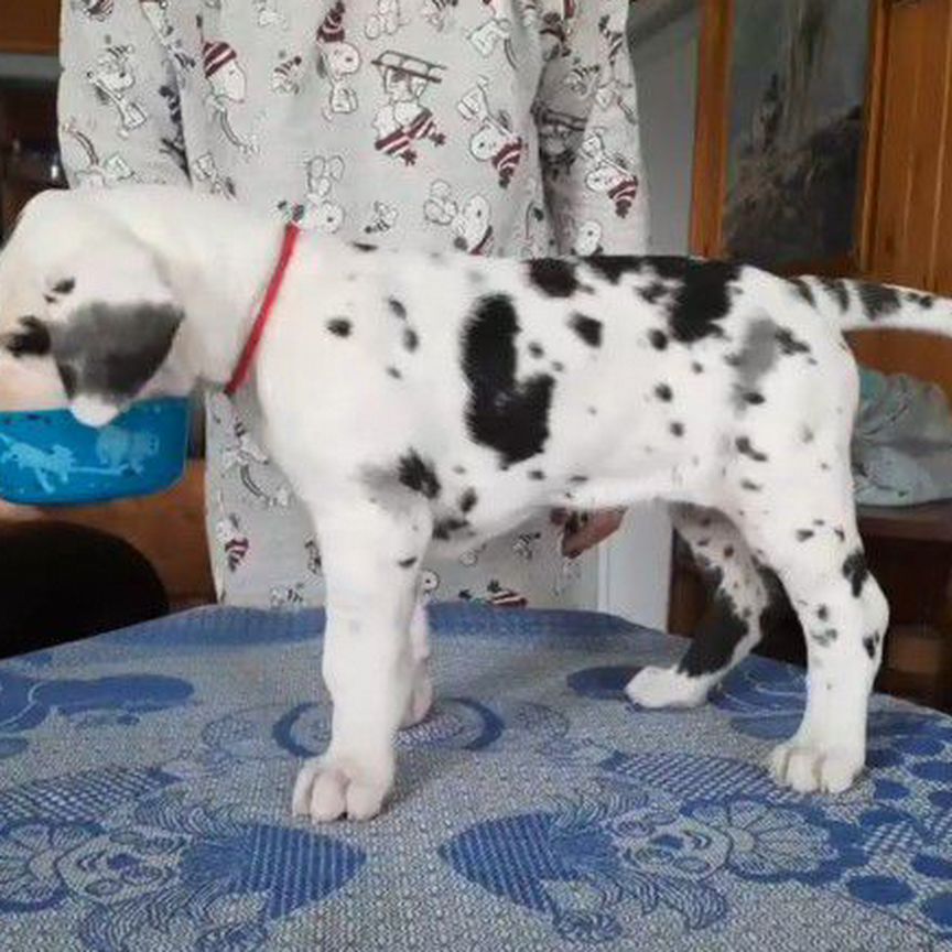 Немецкий дог, щенок