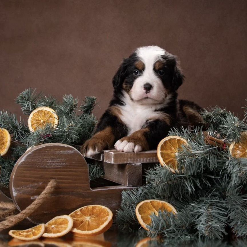 Щенки Бернский зененхуд