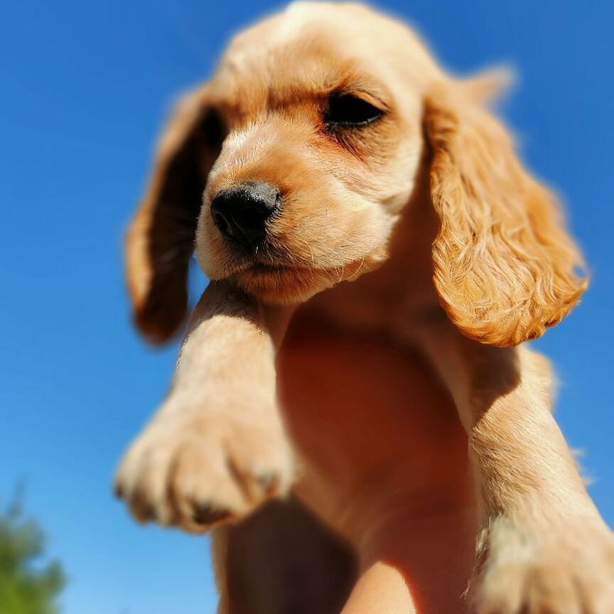 Кокер спаниель