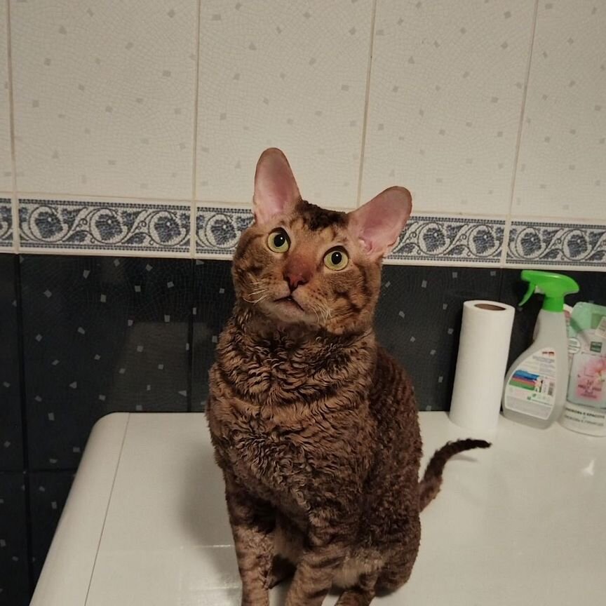 Кошки в добрые руки бесплатно